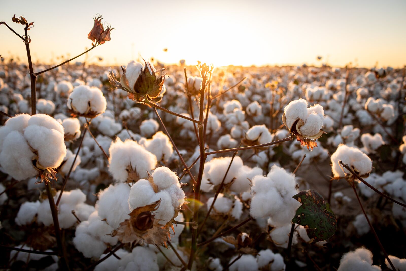 The Importance of Sustainable Fabrics: Organic Cotton vs. Regular Cott ...